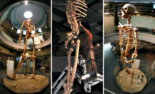 Hidden History Revealed: 7-Meter-Tall GIANT Skeletons On Display (Video)